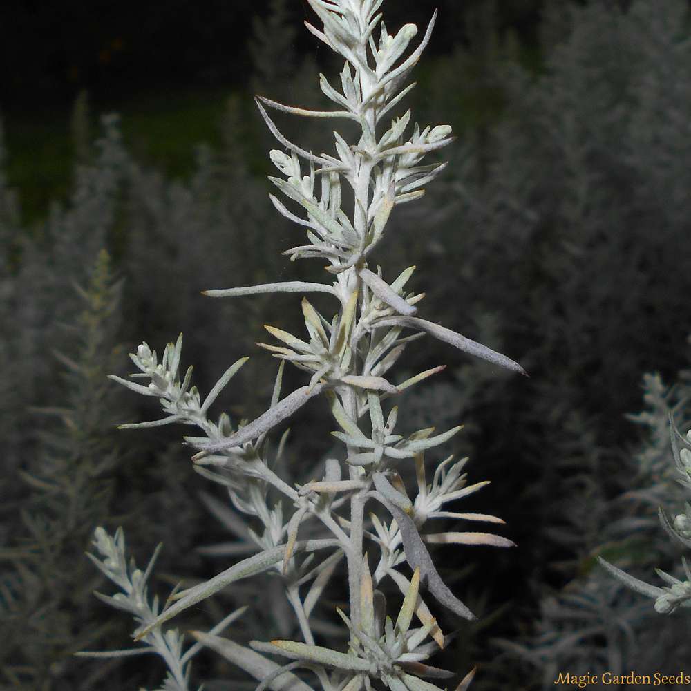 Bienfaits de l'Armoise: Propriétés, indications et utilisations - phyto ...