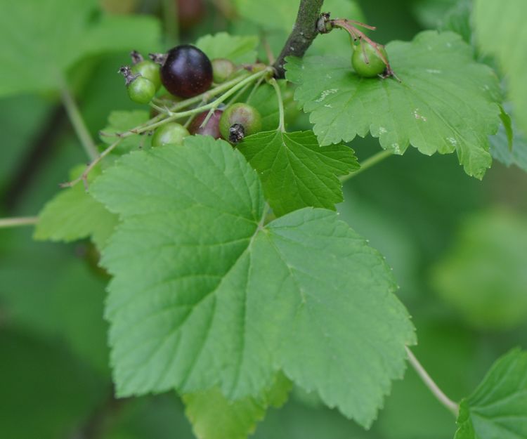 Feuille de Cassis: Le remède de drainage articulaire - phyto-soins.com